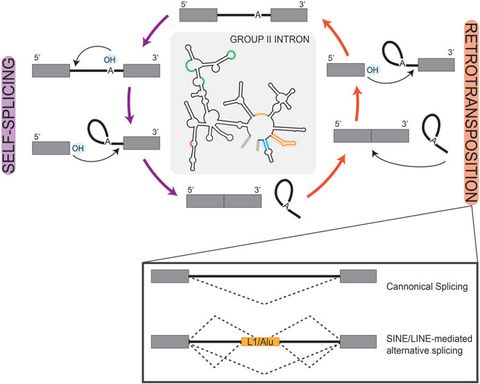 intron potential dna