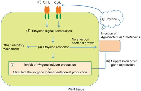 agrobacterium uses