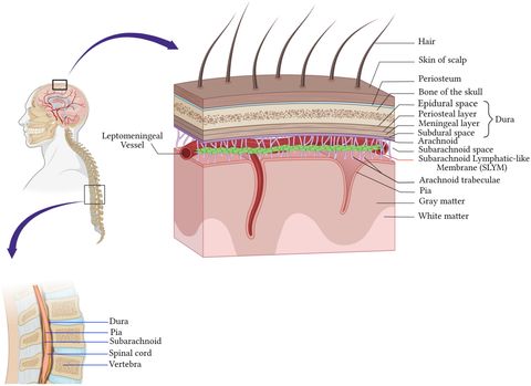trabeculae arachnoid