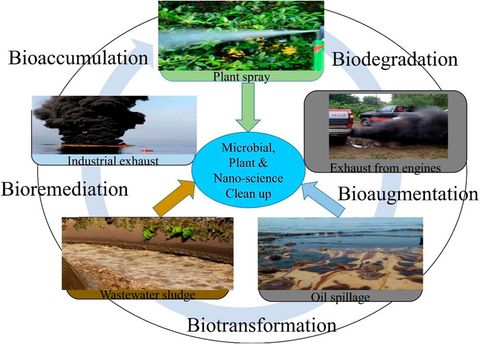 bioaugmentation examples
