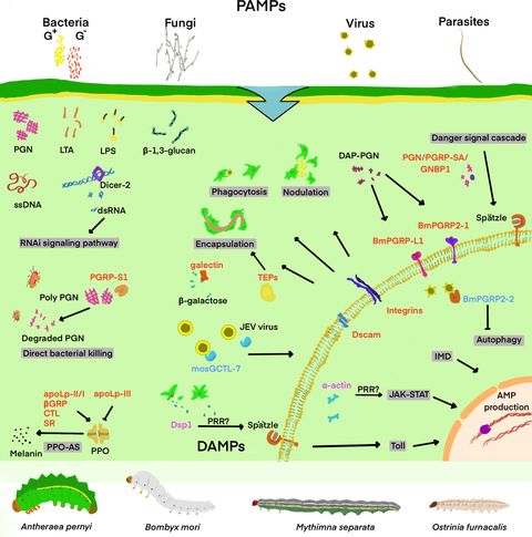 cell recognition proteins recognize pathogens