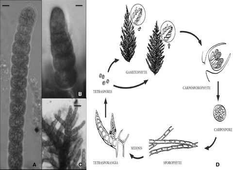 rhodophyceae examples