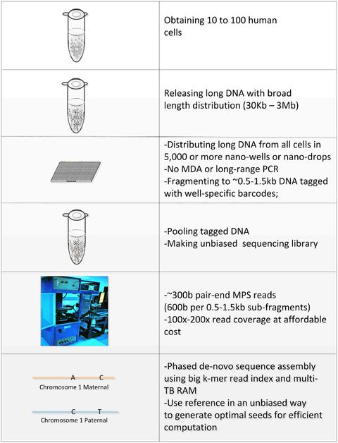 human dna sequence length