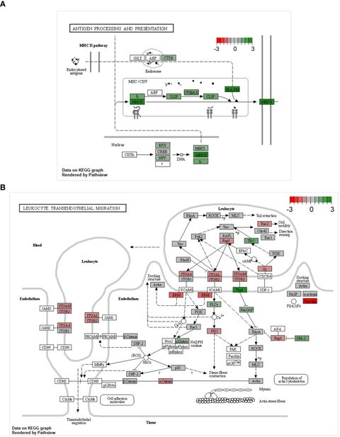 antigen processing and presentation kegg