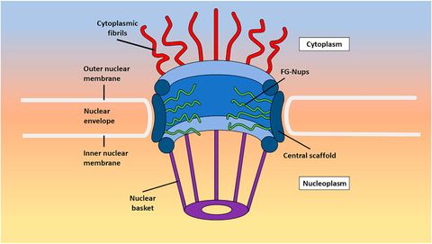 nuclear pore complex notes