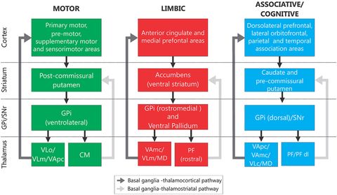 basal ganglia circuit function