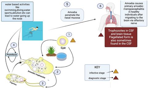 amoeba outbreak