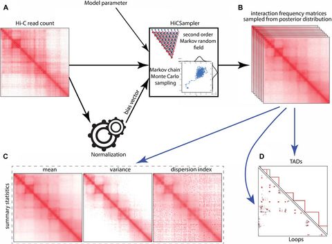 contact vector field