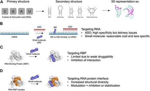 rna primary structure