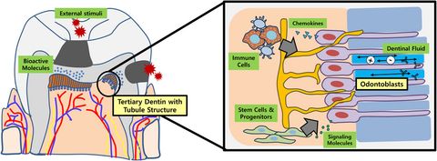 primary dentinogenesis