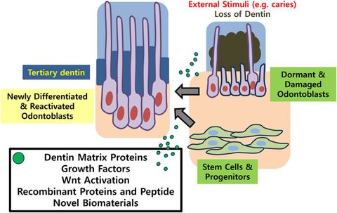 primary dentinogenesis