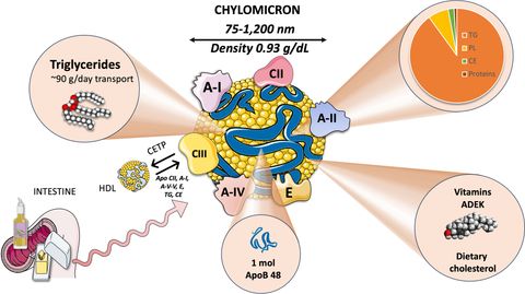 triglyceride formation a level