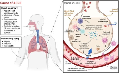 negative feedback loop respiratory system