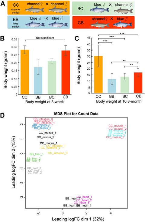 catfish effect example