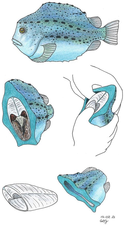 how to draw fish.com.html.html.html