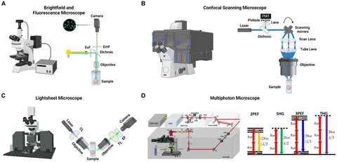 what is multiphoton microscopy