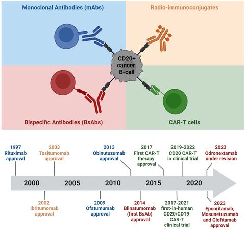 rituximab cd20 binding affinity