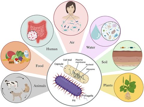 virus microorganisms examples