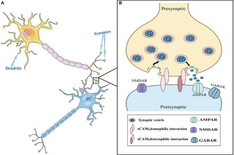biology synapse