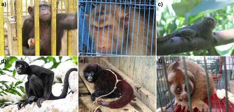 squirrel monkey pet trade