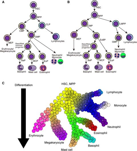 basophil eosinophil function