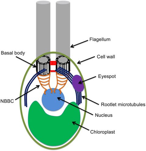 chlamydomonas microscope labeled
