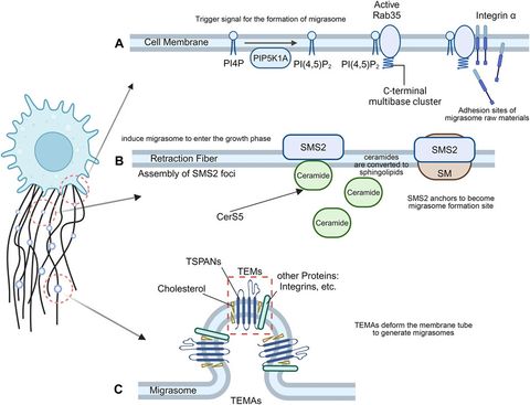 emigration biology term