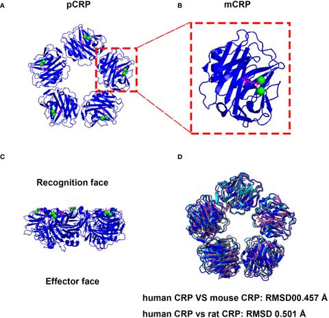 clock face chromatin distribution