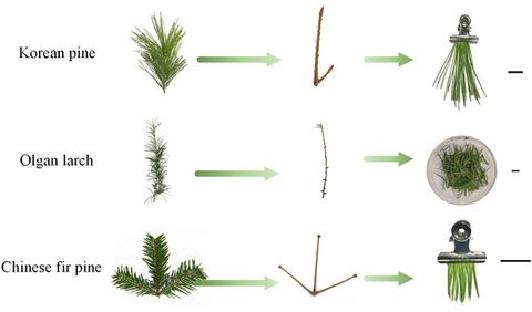 conifer leaf cross section