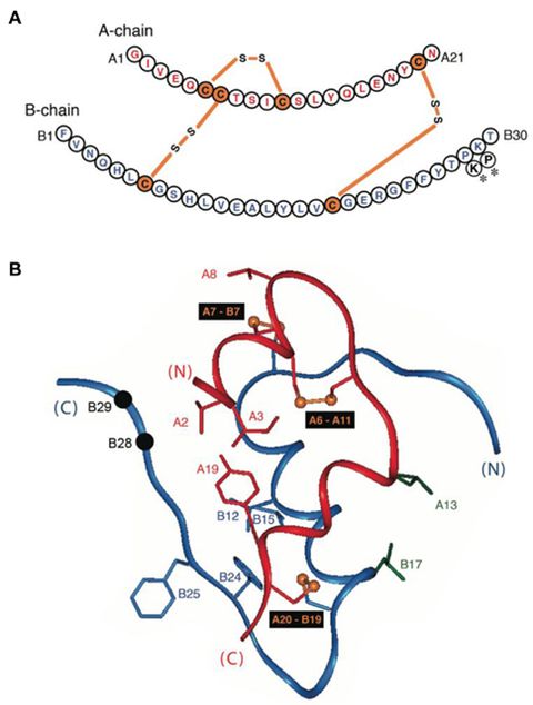 insulin structure