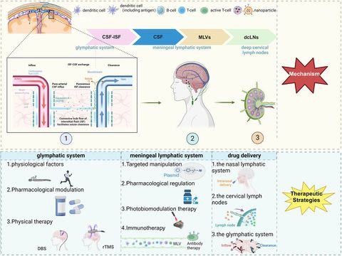 lymphatic flow pathway