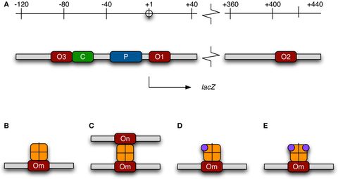 lac operon structure