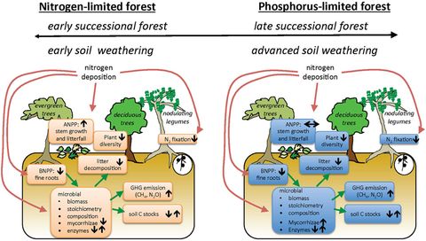 deciduous forest nutrient cycle