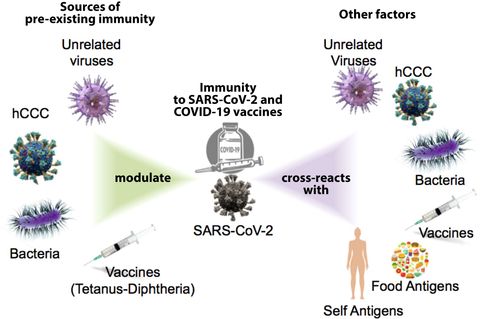 cross immunity examples