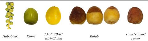 date fruit size comparison