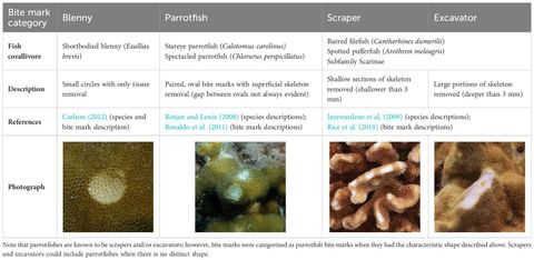 bite mark description