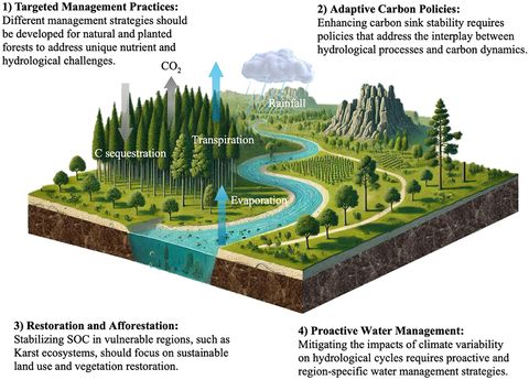 how does a forest ecosystem work