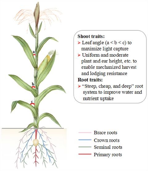 corn plant root type