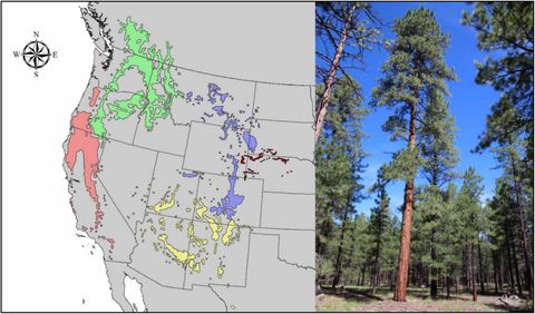 ponderosa pine range