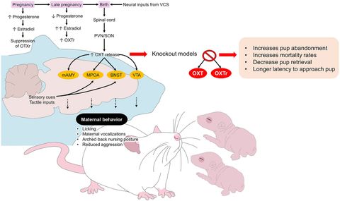 maternal behavior examples