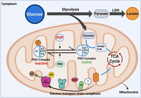 pyruvate dehydrogenase complex