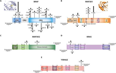 cardiofaciocutaneous syndrome 1