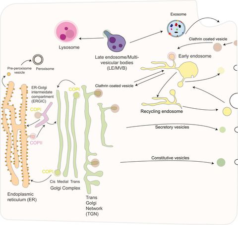 animal cell vesicles function