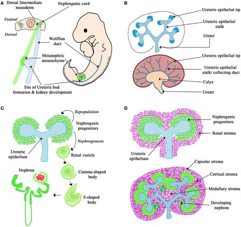 intermediate mesoderm kidney