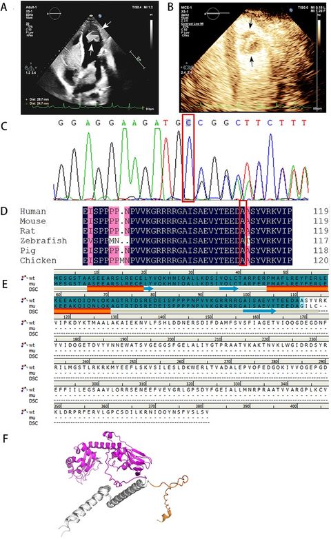 carney complex gene