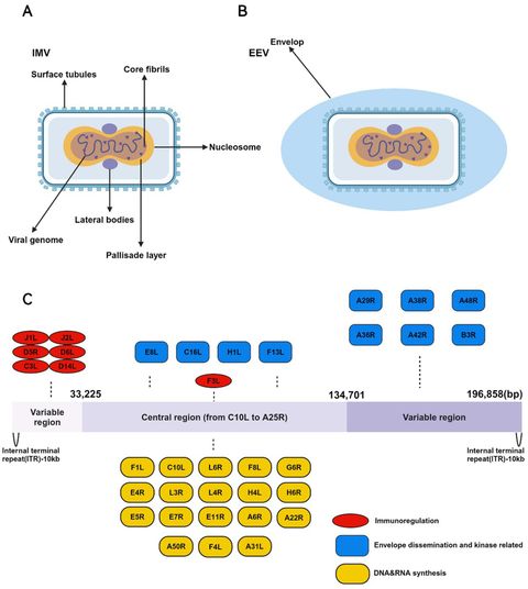 smallpox virus genome structure