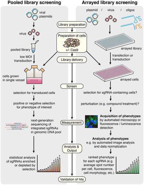 genomic library screening methods