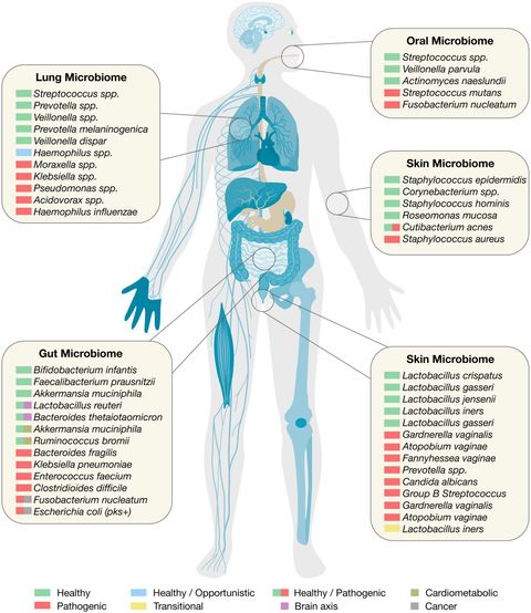 human microbiota ppt
