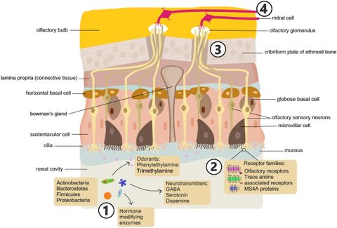 ethmoid features