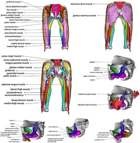 pyramidal muscles
